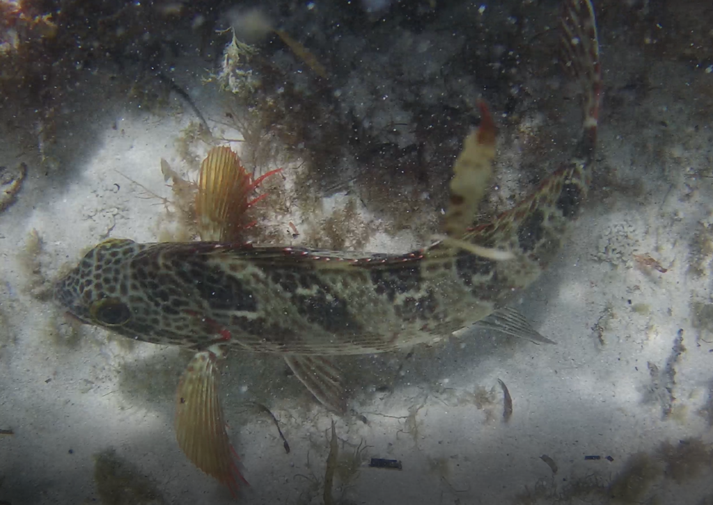 Redlip morwong from Western Australia, AU on January 22, 2023 by alex ...