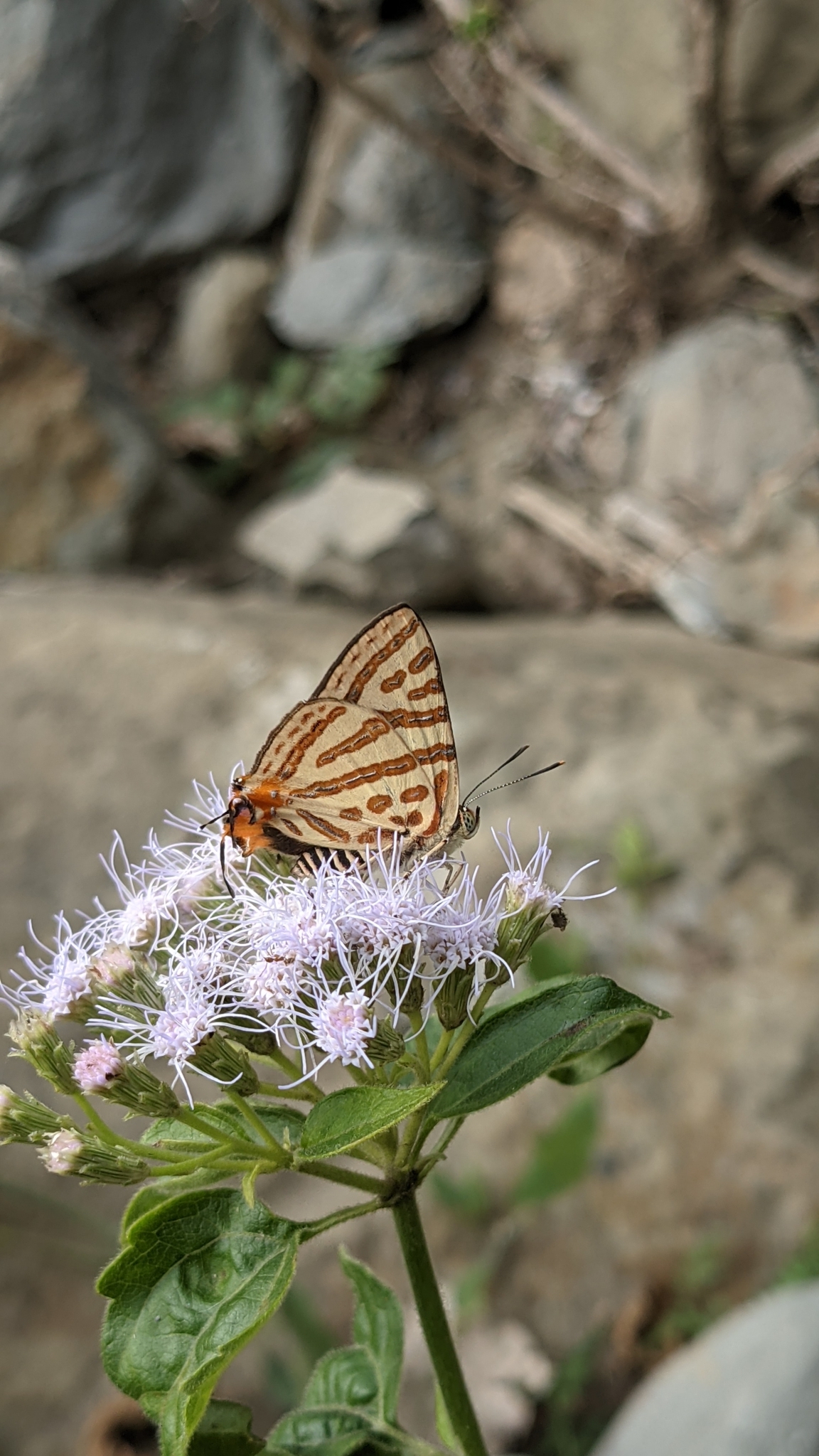 Cigaritis syama