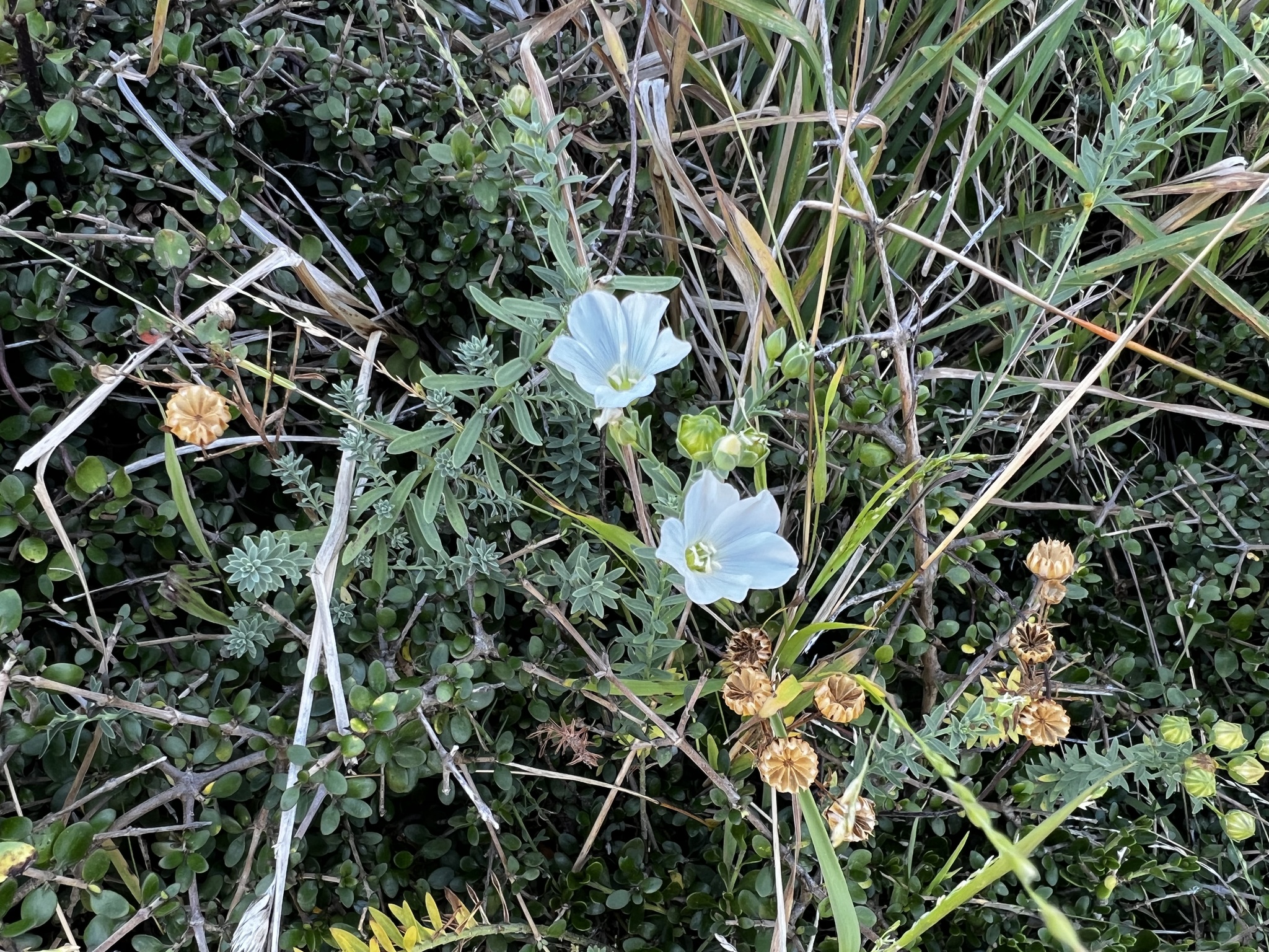 Linum monogynum G.Forst.