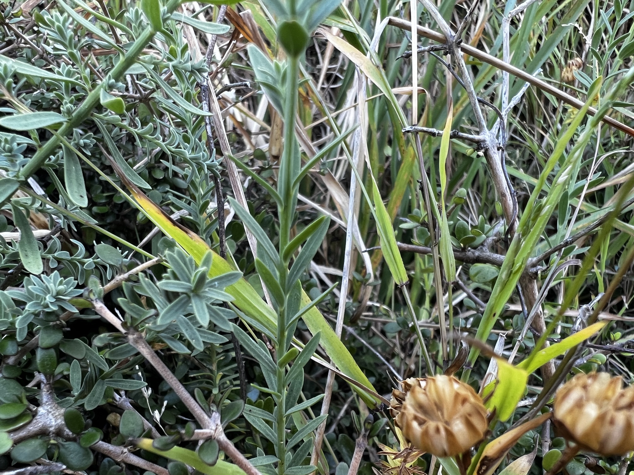 Linum monogynum G.Forst.