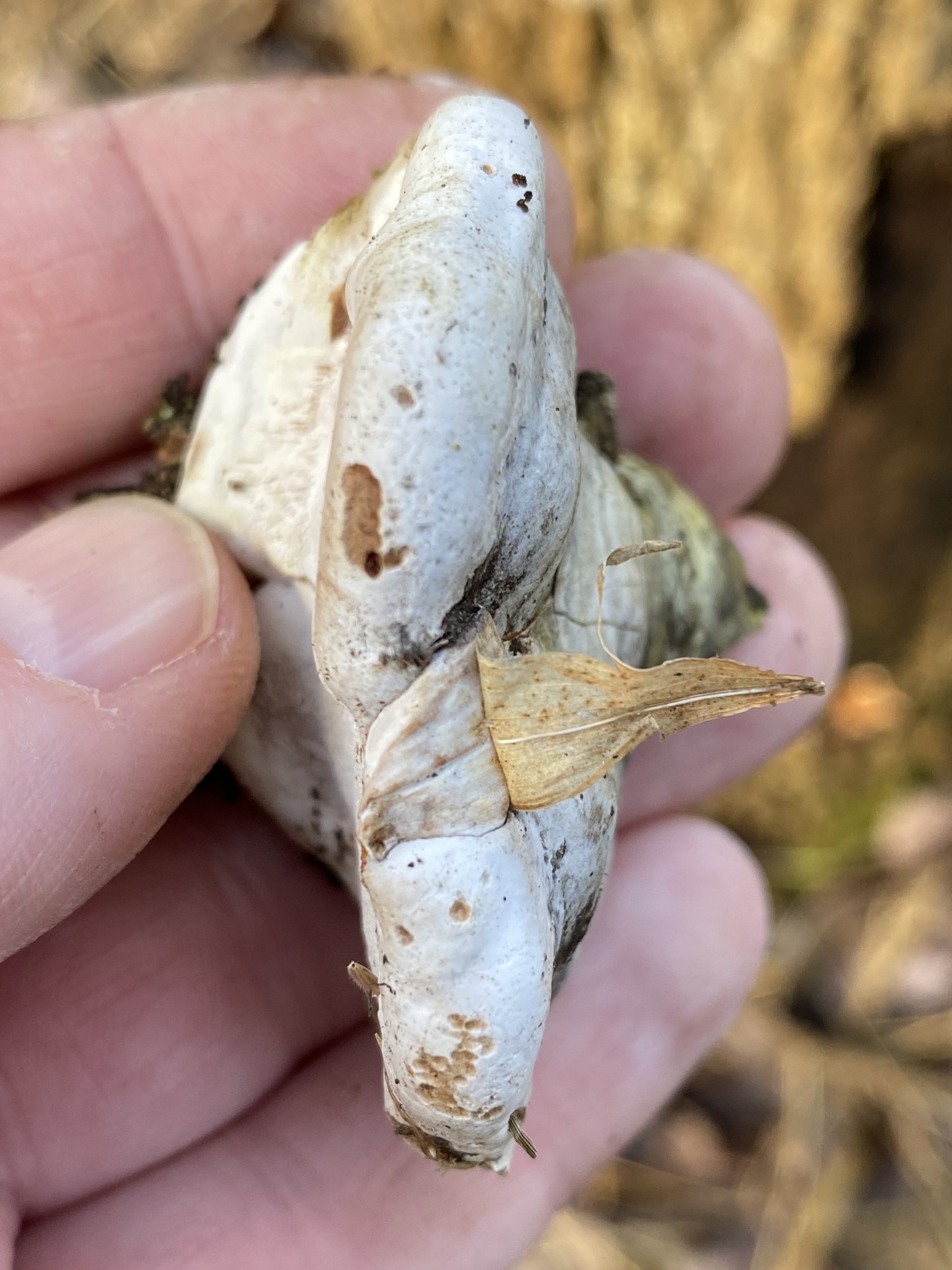Ganoderma megaloma (Lév.) Bres.