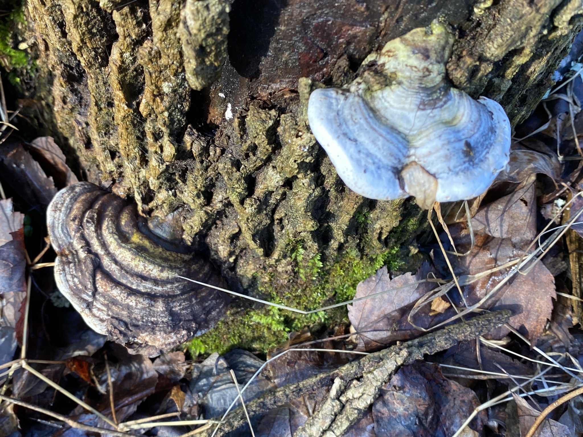 Ganoderma megaloma (Lév.) Bres.