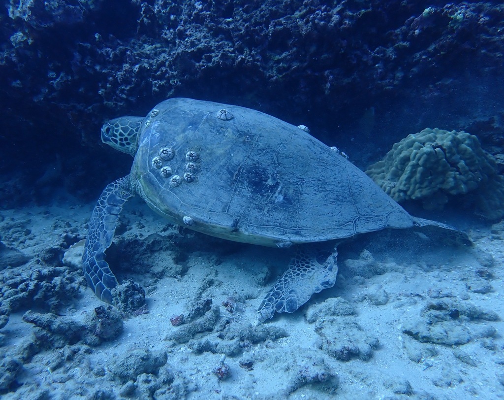 Turtle Barnacle from Point Panic on January 22, 2023 at 03:00 PM by ...