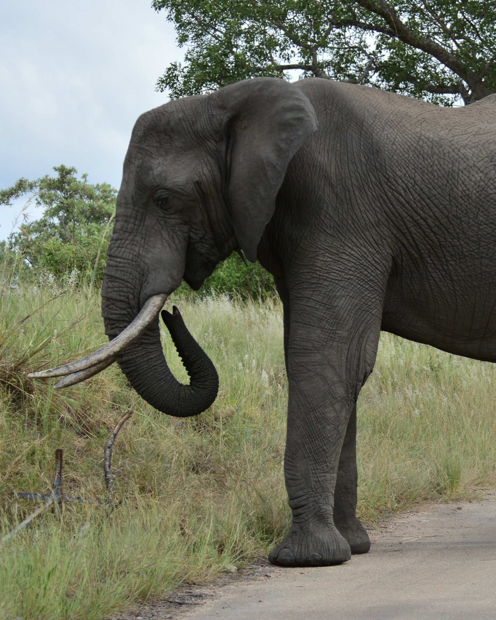 Loxodonta Anonymous, 1827