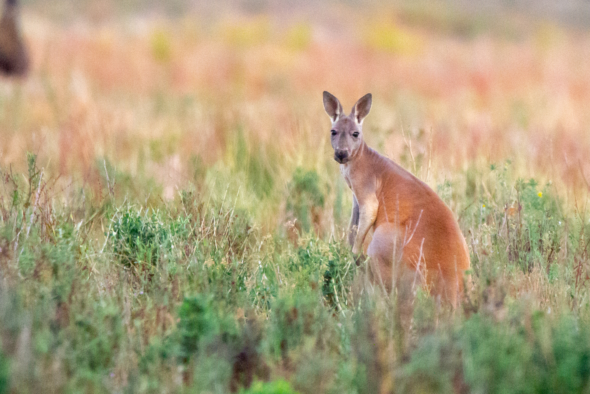 Macropus rufus (Desmarest, 1822)