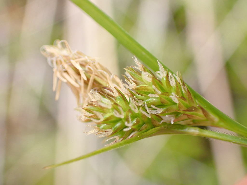 pale sedge in December 2022 by Marley Ford. Local in tussockland ...