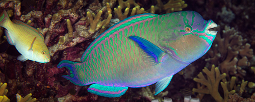 Festive Parrotfish (Scarus festivus) · iNaturalist