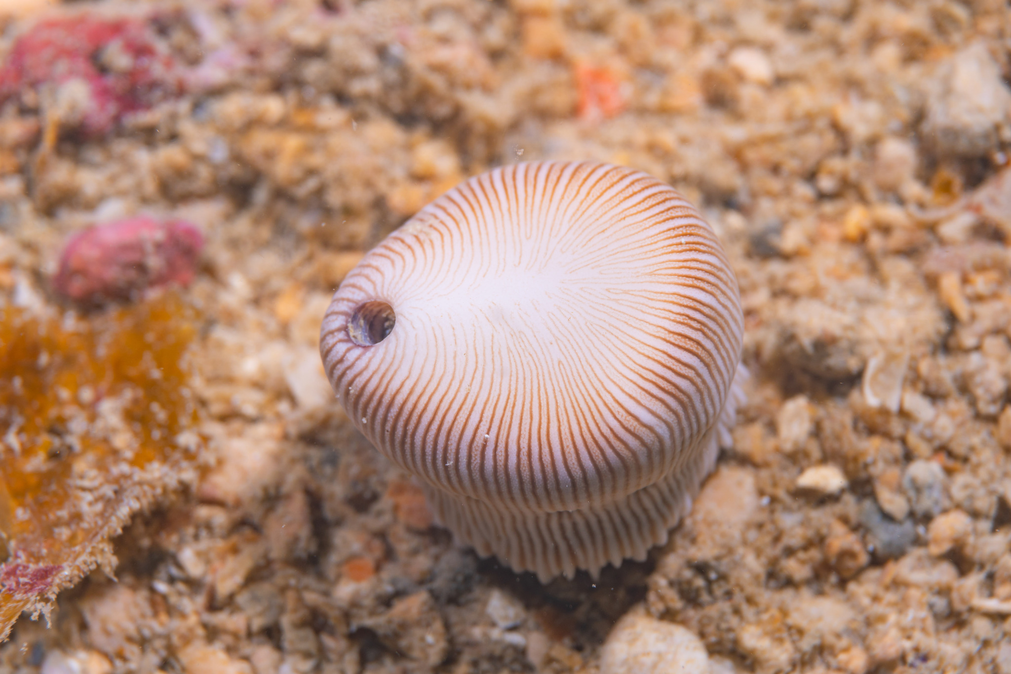 Heterocyathus aequicostatus Milne Edwards & Haime, 1848
