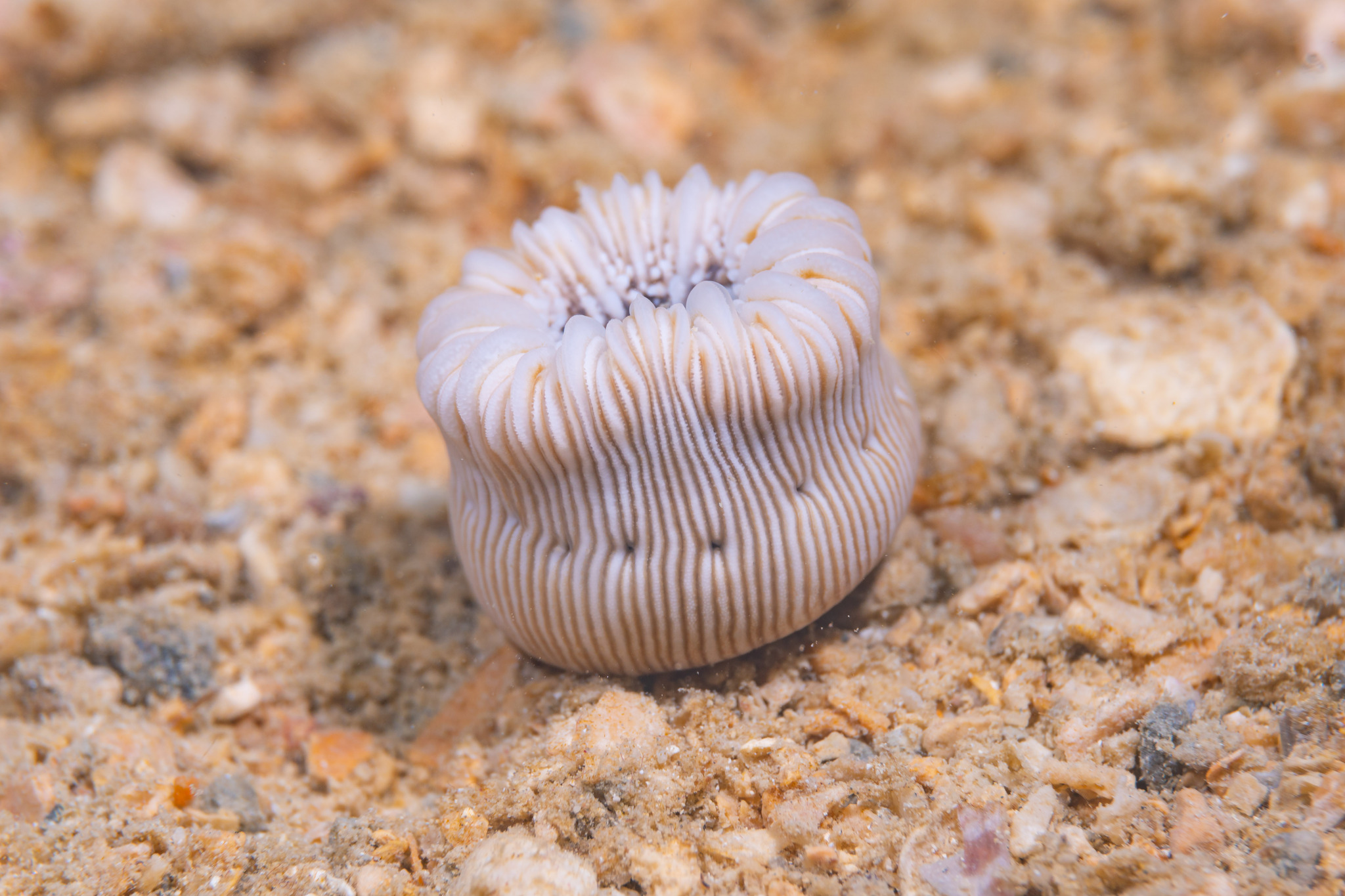 Heterocyathus aequicostatus Milne Edwards & Haime, 1848
