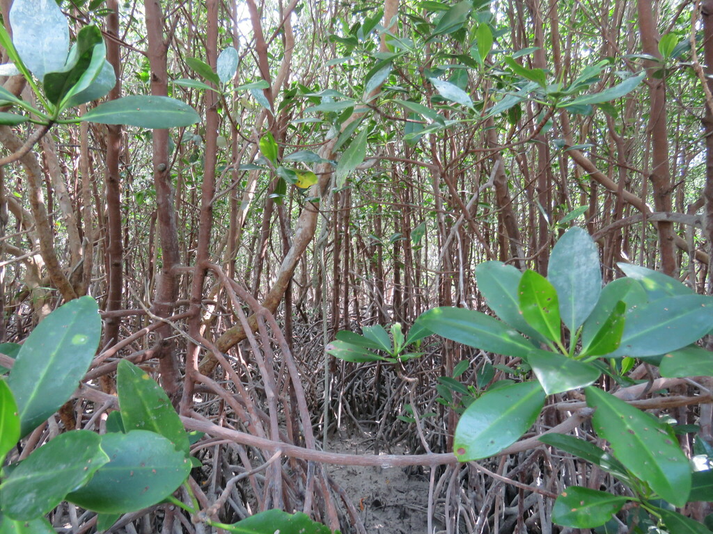 spotted mangrove from Broome WA, Australia on January 21, 2023 at 03:27 ...