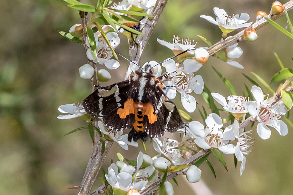 Common Whistling Moth from Reefton VIC 3799, Australia on January 23 ...