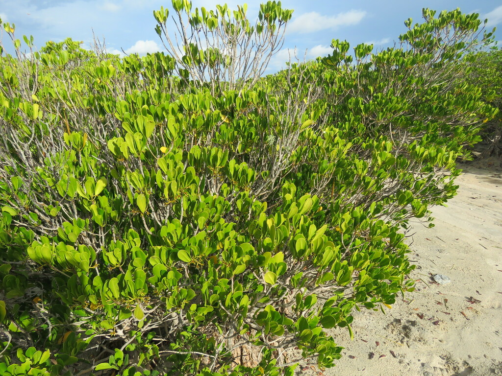 smooth-fruited yellow mangrove from Broome WA, Australia on January 21 ...
