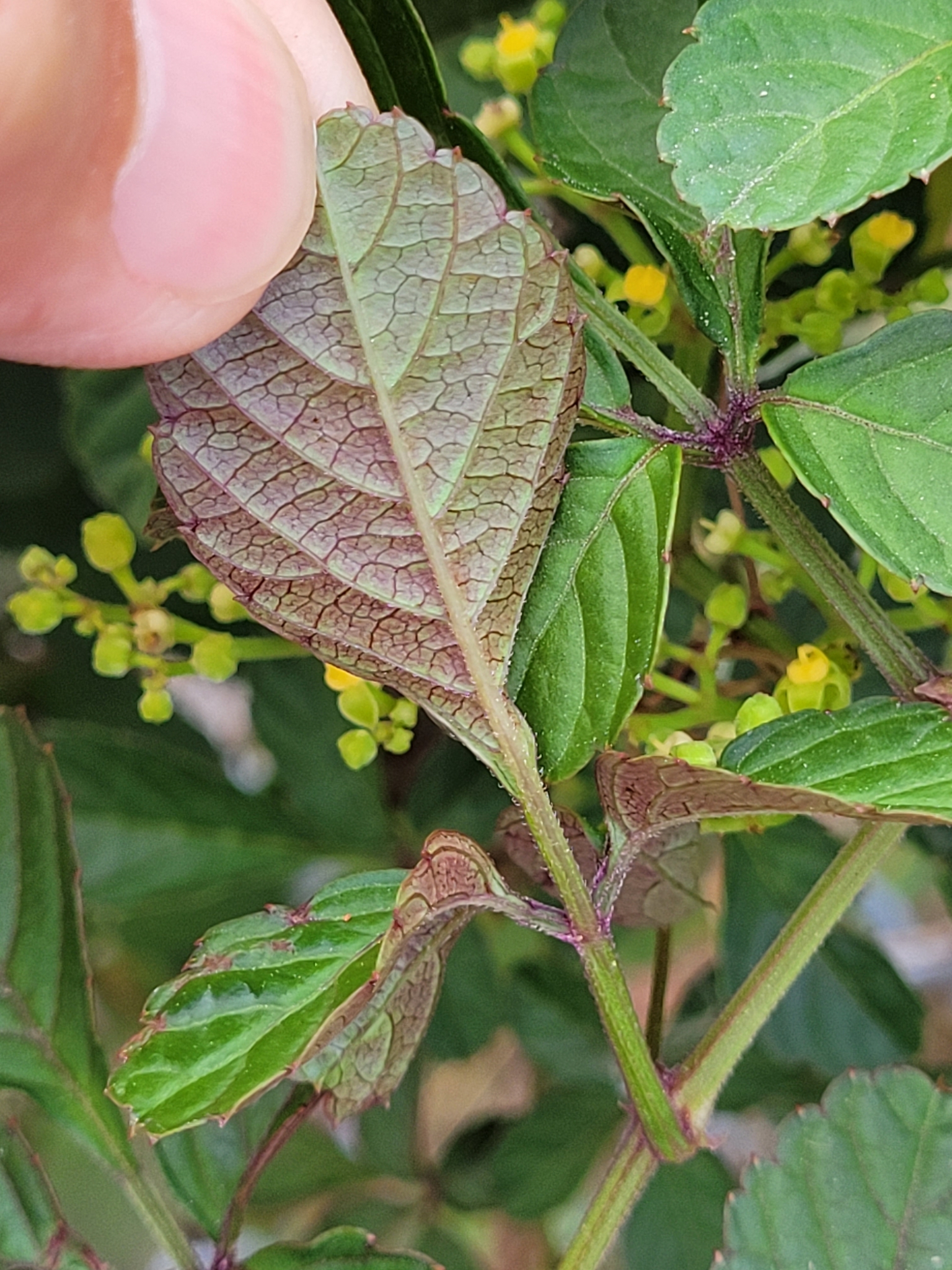 Causonis japonica (Thunb. ex Murray) Raf.