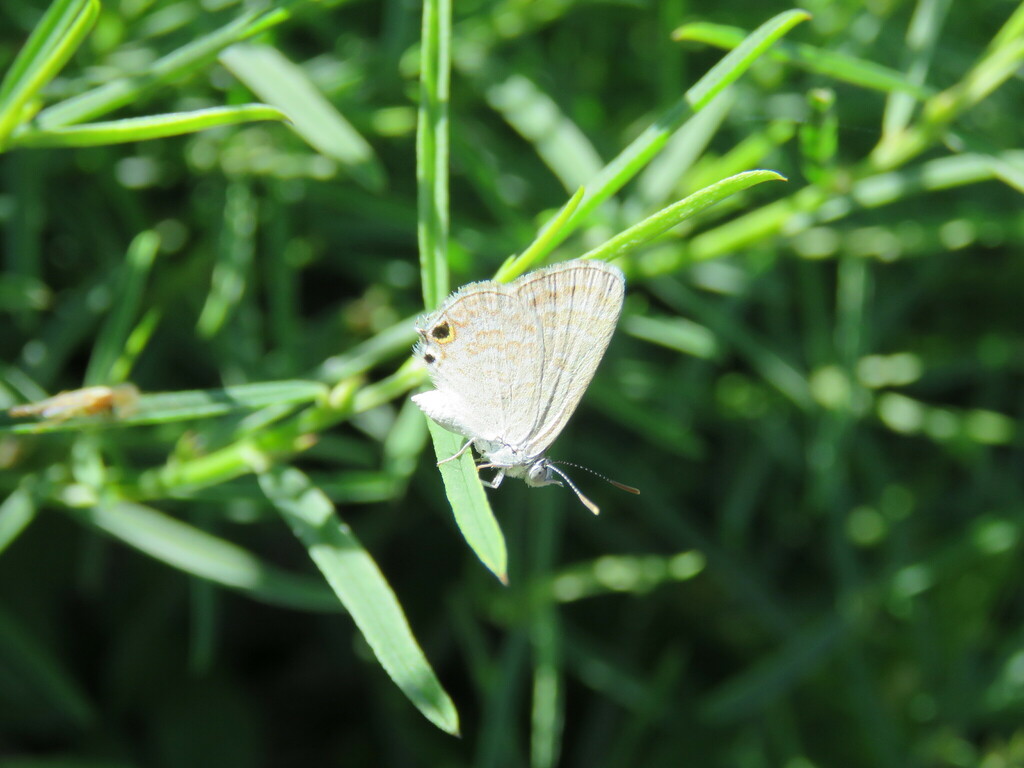 Wattle Blue from Broome WA, Australia on January 22, 2023 at 08:34 AM ...