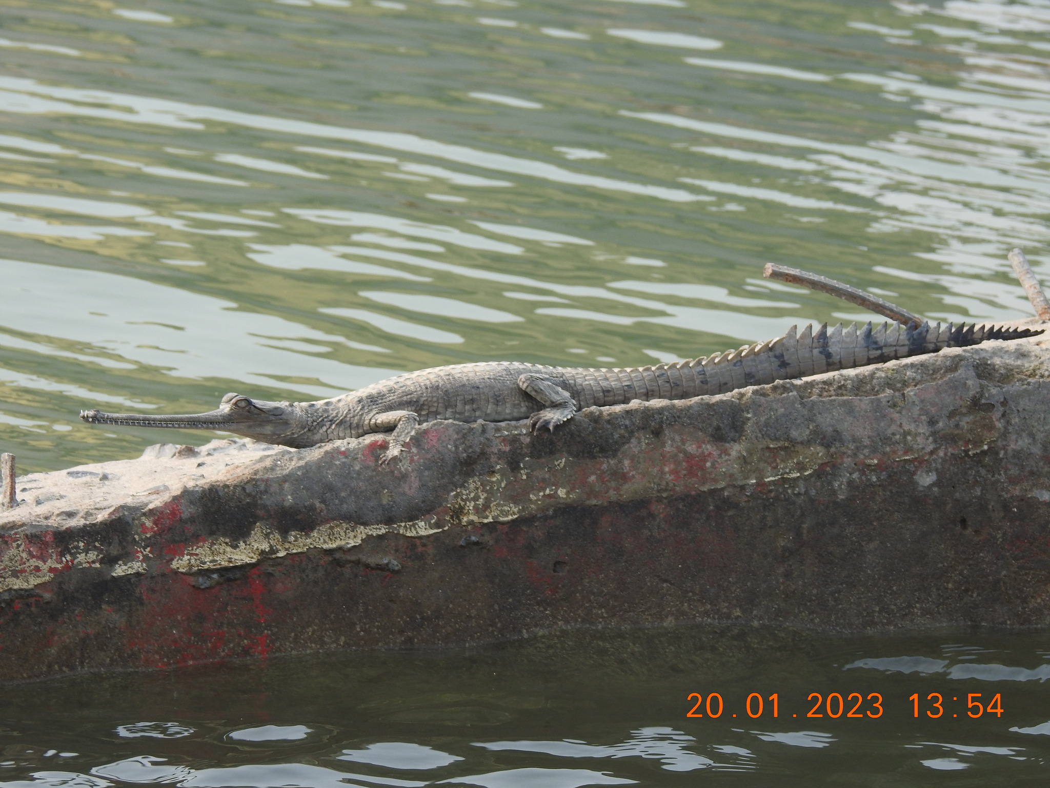 Gavialis gangeticus (Gmelin, 1789)