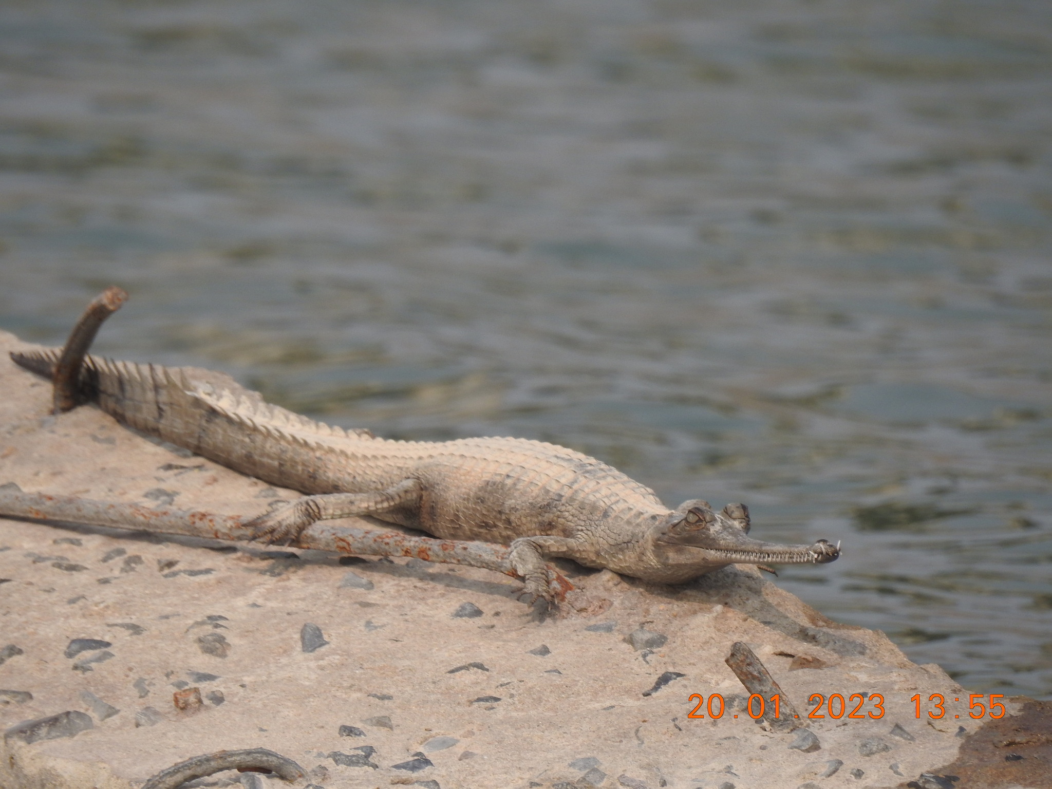 Gavialis gangeticus (Gmelin, 1789)