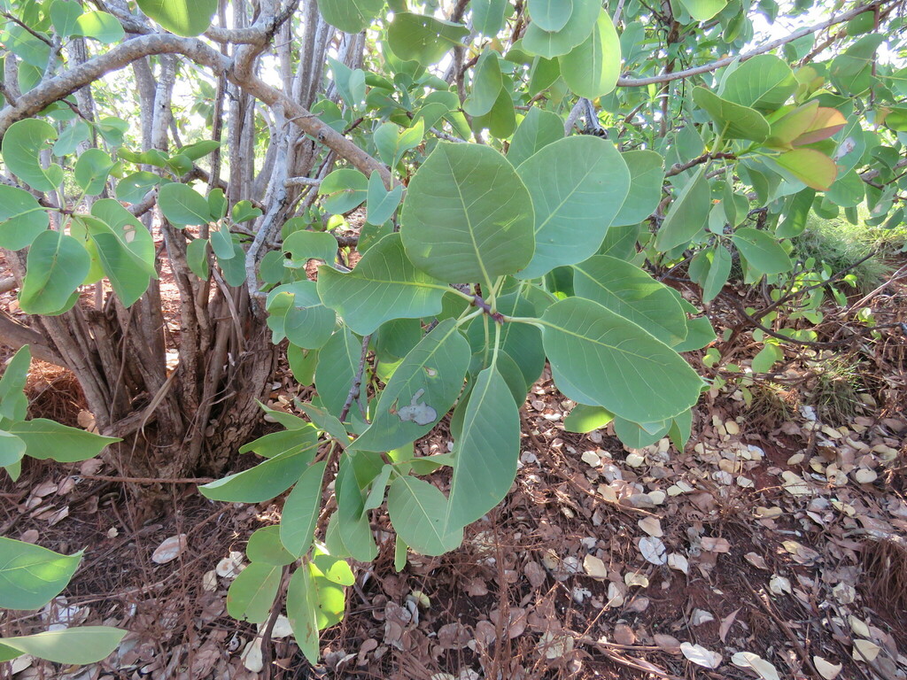 Terminalia ferdinandiana from Broome WA, Australia on January 20, 2023 ...