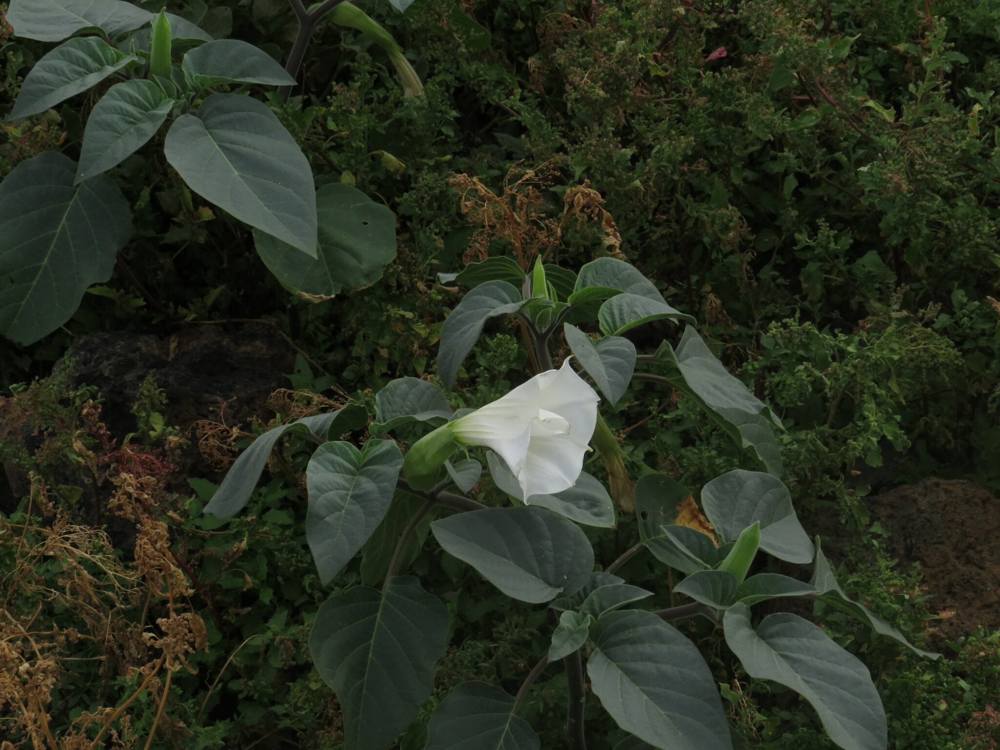 Datura innoxia Mill.