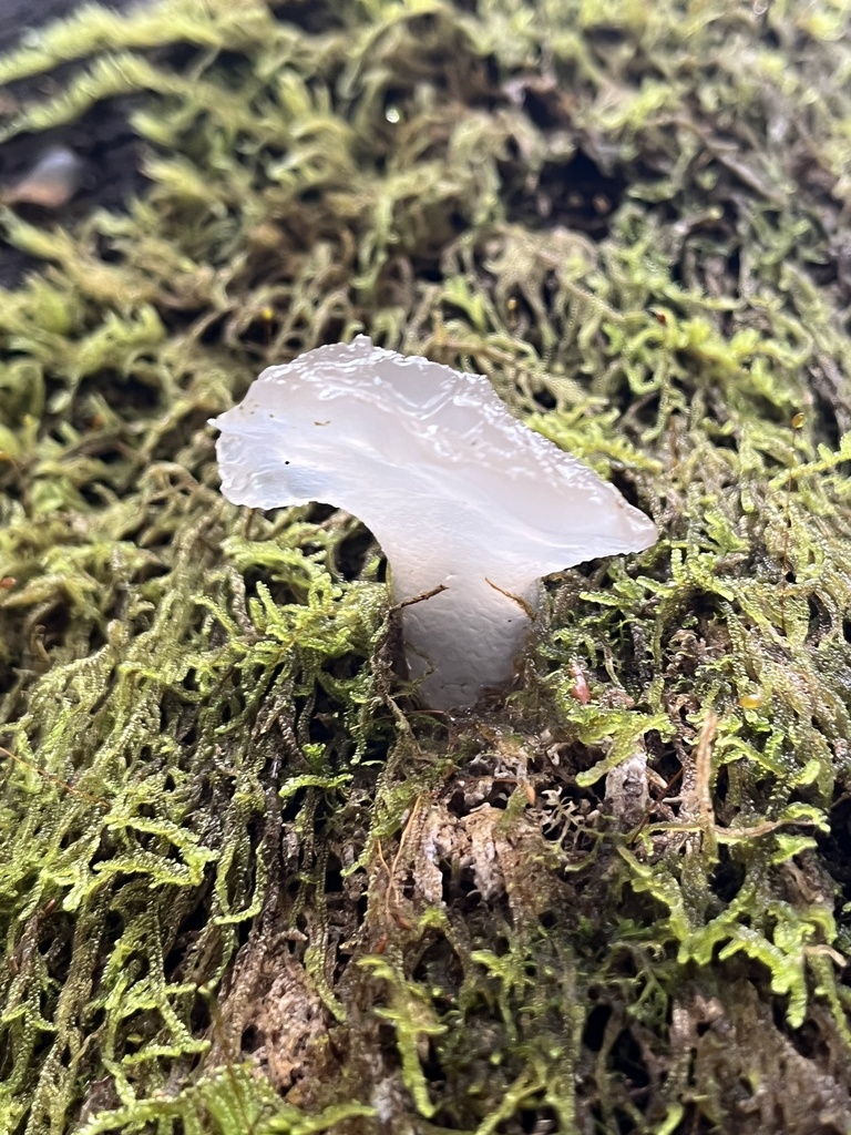 Pseudohydnum from Old Main Rd, Beech Forest, VIC, AU on July 04, 2022 ...
