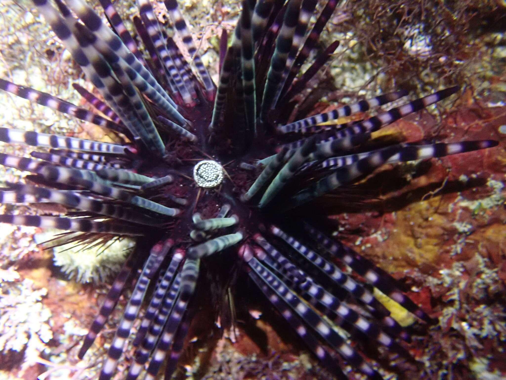 Echinothrix calamaris (Pallas, 1774)