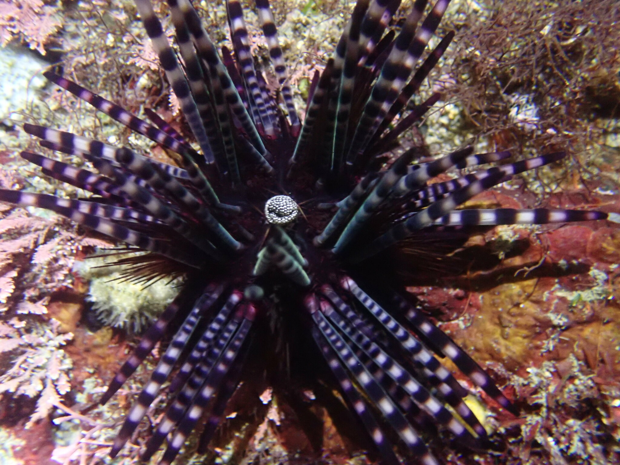 Echinothrix calamaris (Pallas, 1774)