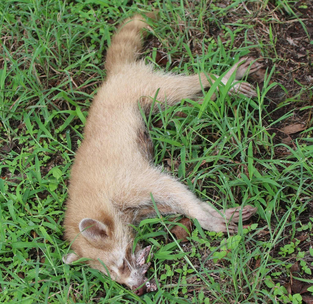 Common Raccoon from Bastrop County, TX, USA on September 21, 2018 at 10 ...