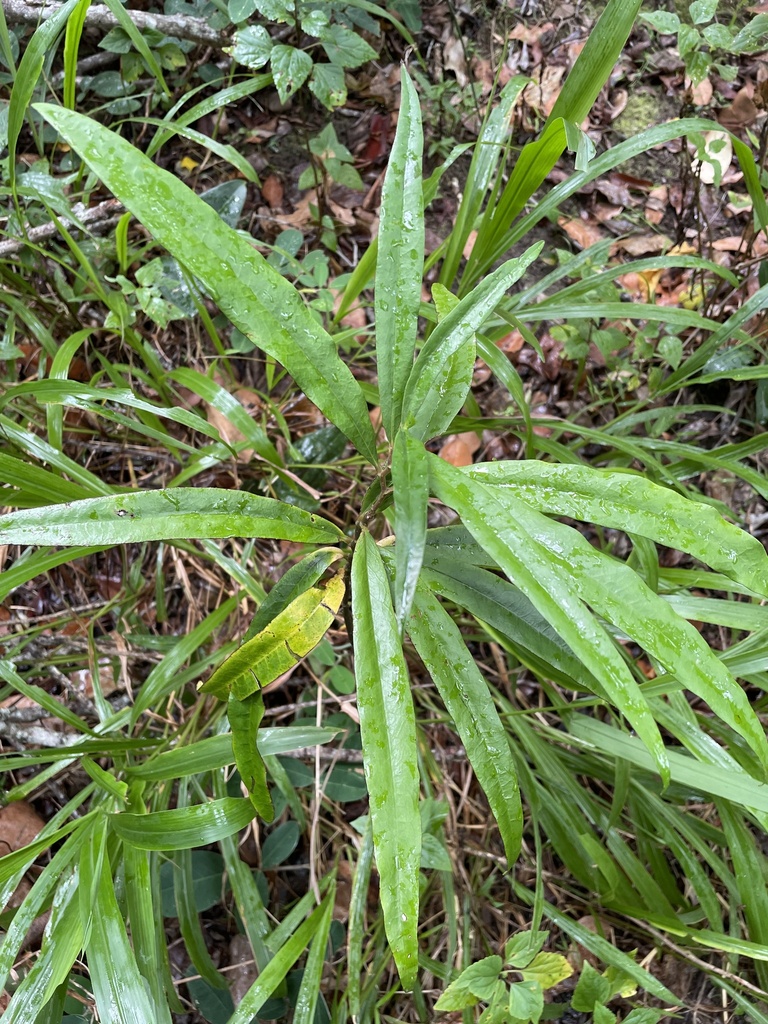 small bolwarra from Broken Head, NSW, AU on January 20, 2023 at 11:40 ...