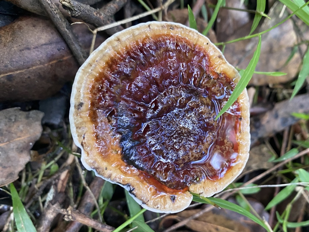 red-staining stalked polypore from Morton National Park, Little Forest ...