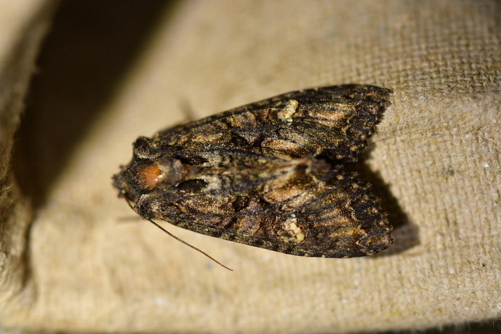 Meterana dotata from Southland District, Southland, New Zealand on ...