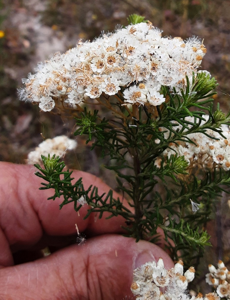 Sago Flower from Lidsdale NSW 2790, Australia on January 23, 2023 at 01 ...