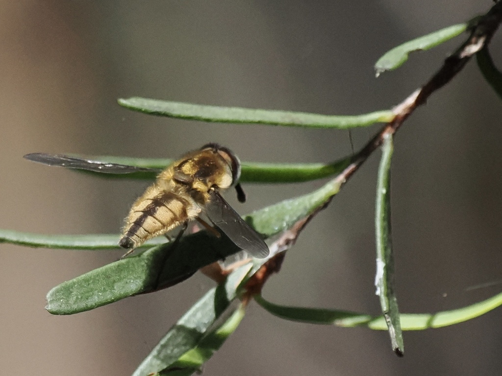Brachyceran Flies from Chelsea Rd, Ransome, QLD, AU on December 11 ...