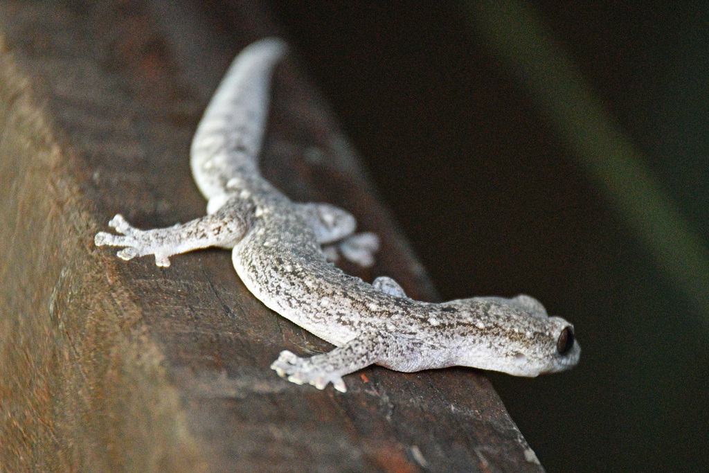 Clouded Velvet Gecko from Top Camp QLD 4350, Australia on January 23 ...