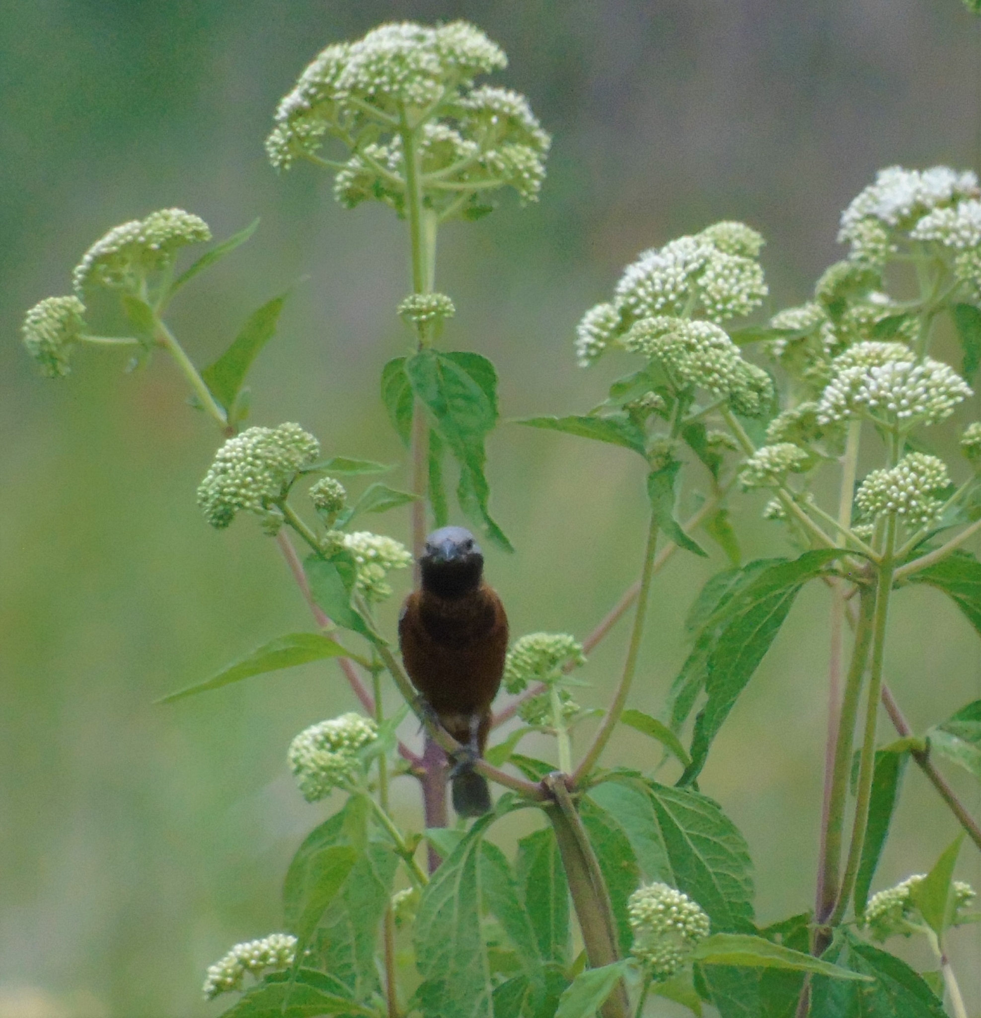 Sporophila ruficollis Cabanis, 1851