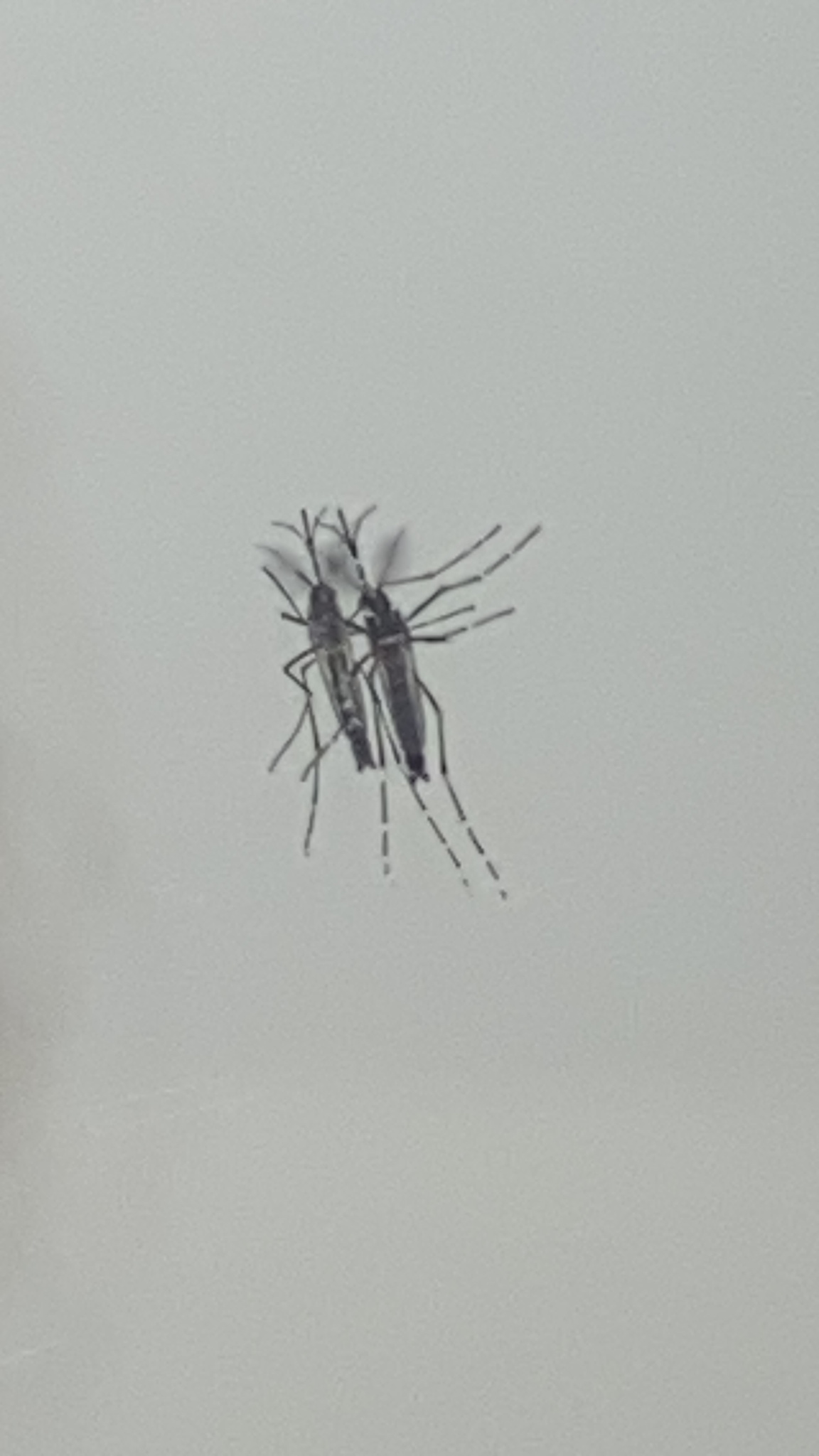 Aedes aegypti (Linnaeus, 1762)