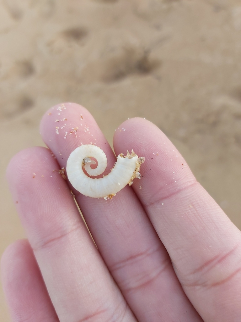 Ram's Horn Squid from Narrabeen NSW 2101, Australia on July 12, 2022 at ...