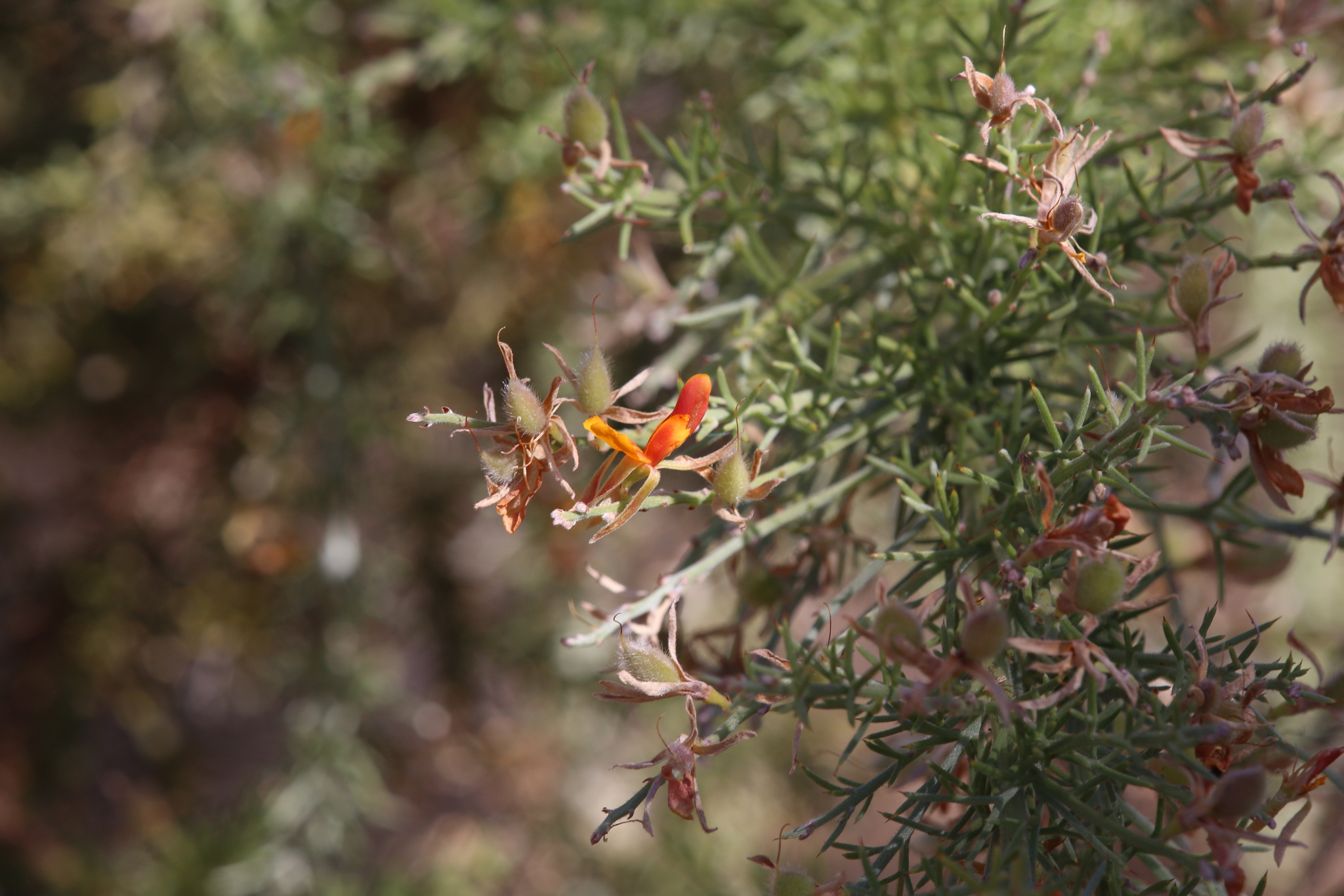 Jacksonia furcellata (Bonpl.) DC.