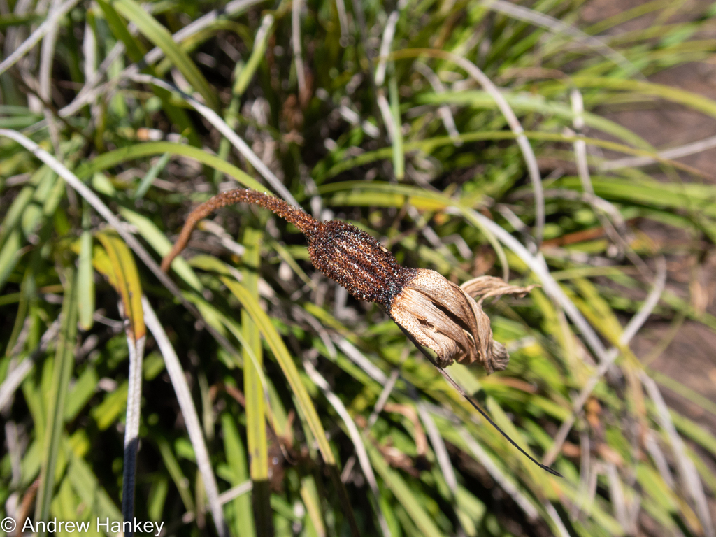 Small Monkeytail from Manjokweni, South Africa on January 14, 2023 at ...