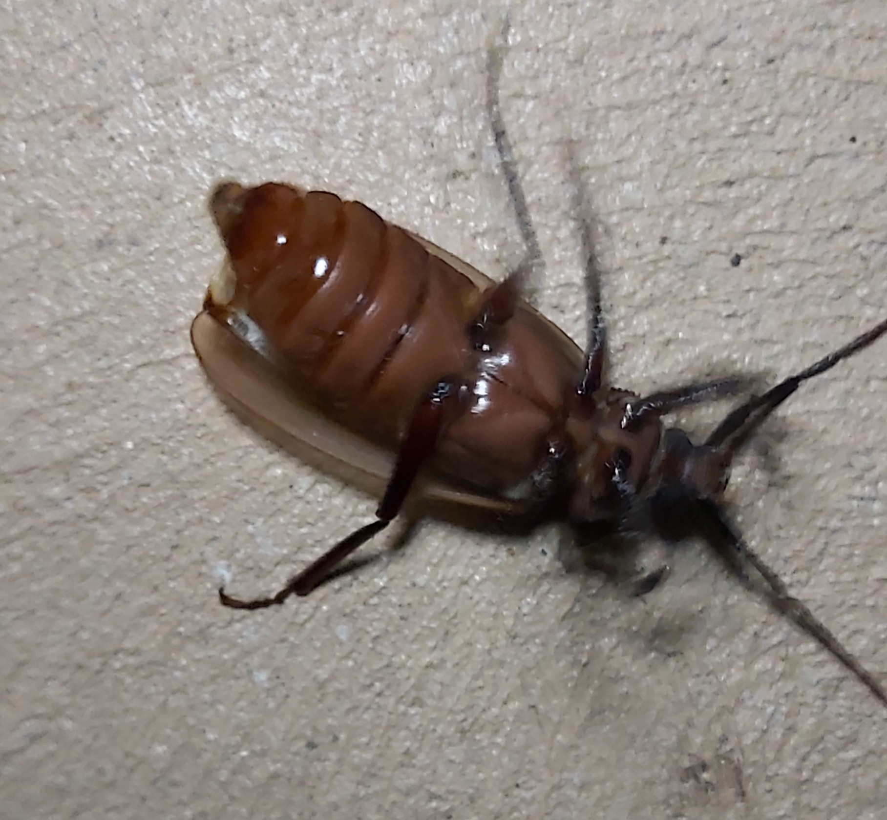 Agrianome spinicollis (MacLeay, 1826)