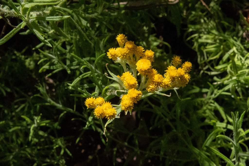 clustered everlasting from Kinglake West VIC 3757, Australia on January ...