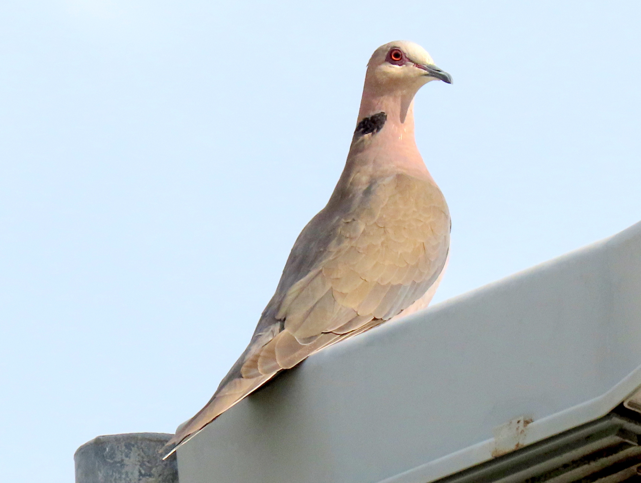 Streptopelia semitorquata (Rüppell, 1837)
