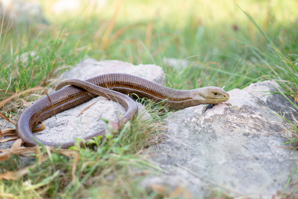 European Glass Lizard from Primorsko-Goranska, HR on May 26, 2022 by ...