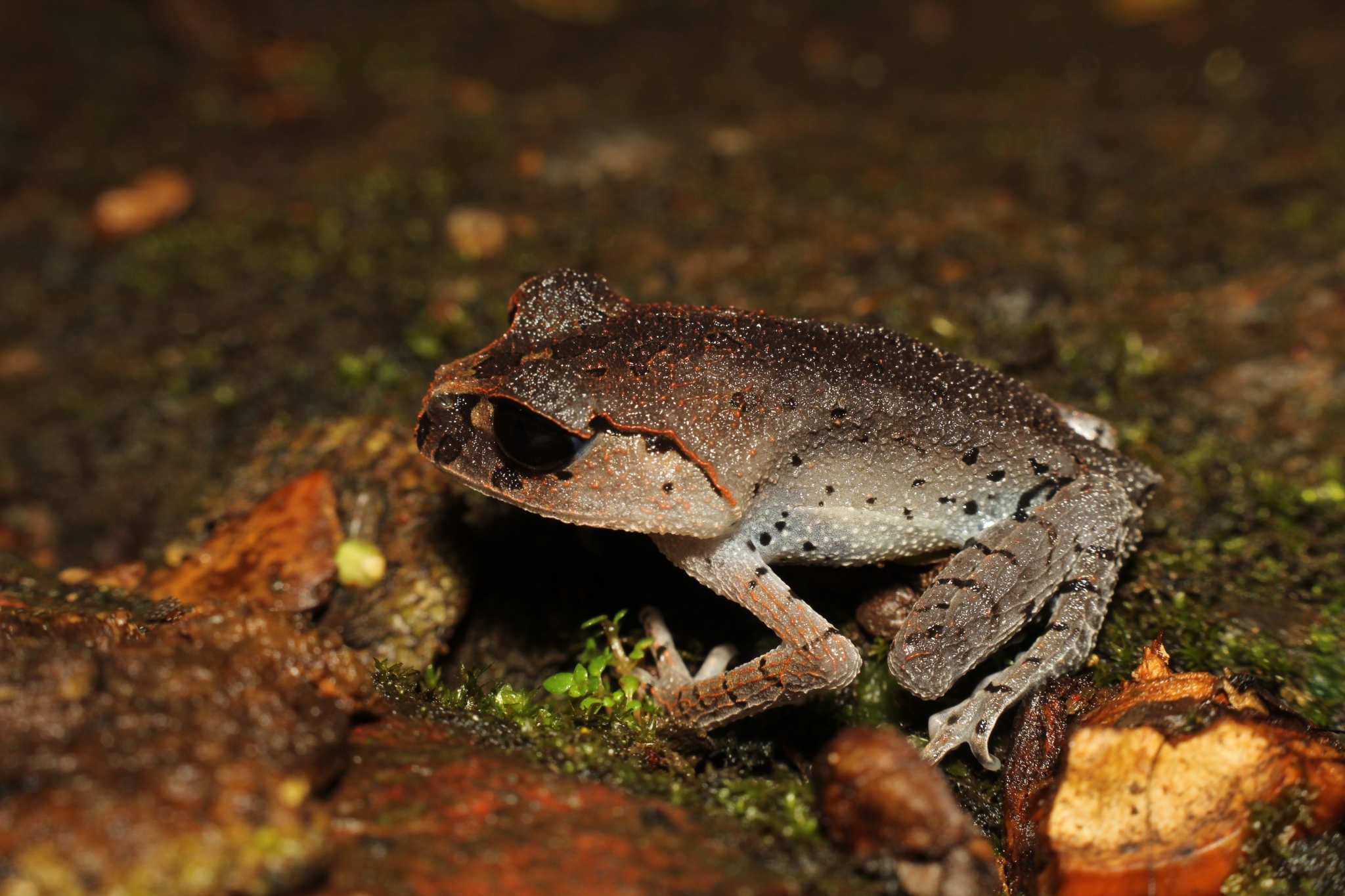 Leptobrachium hasseltii Tschudi, 1838