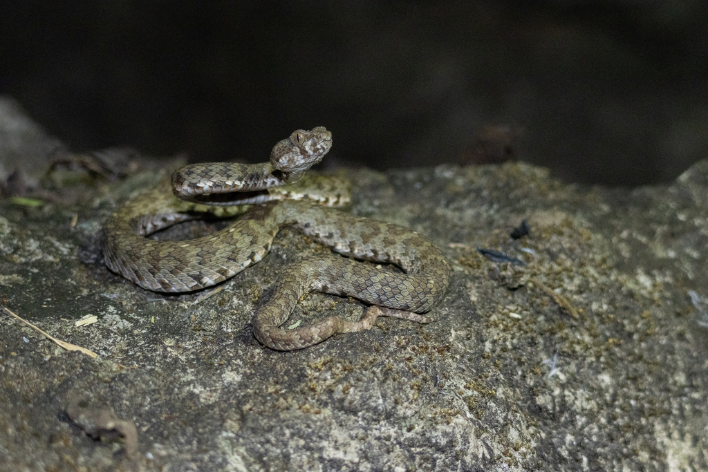 Kanburi Pit Viper in January 2023 by muangpaisuetrong · iNaturalist