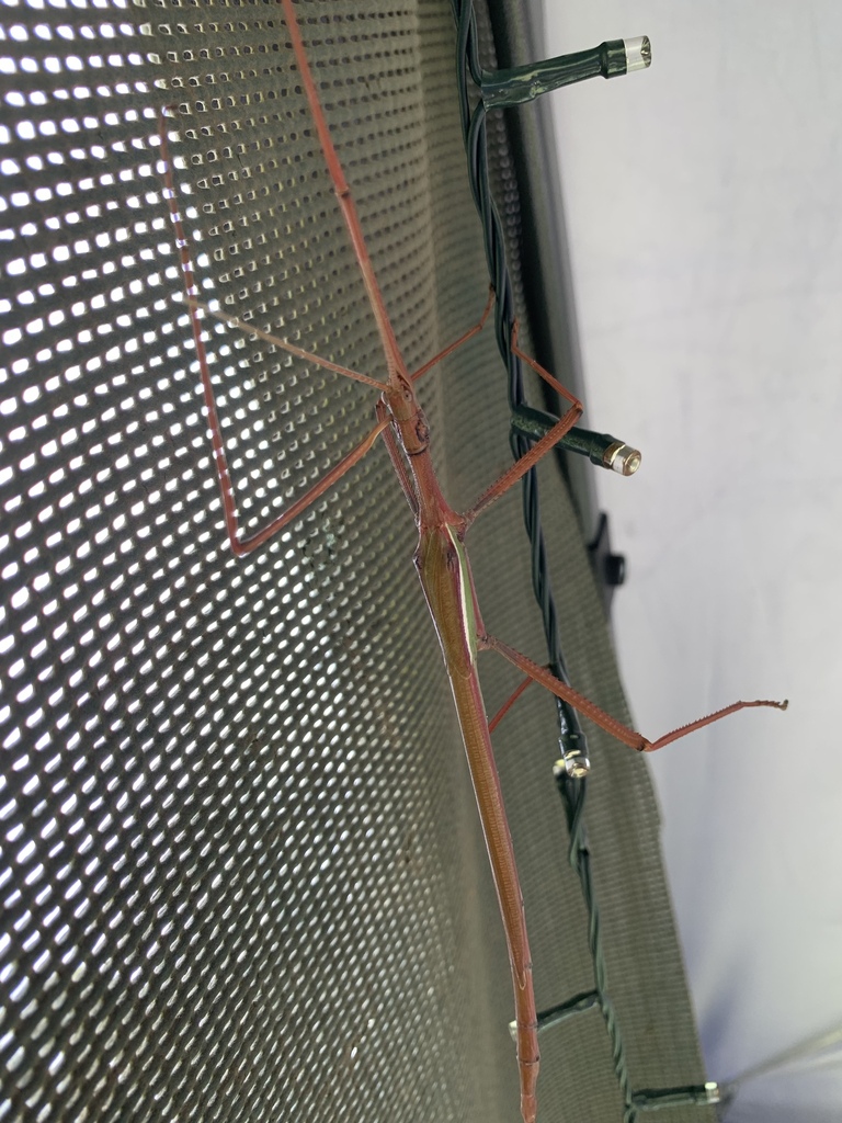 Children’s Stick Insect from Nuriootpa SA 5355, Australia on January 23 ...