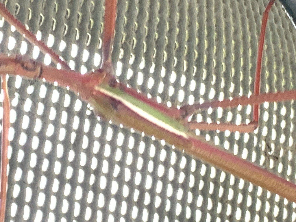 Children’s Stick Insect from Nuriootpa SA 5355, Australia on January 23 ...