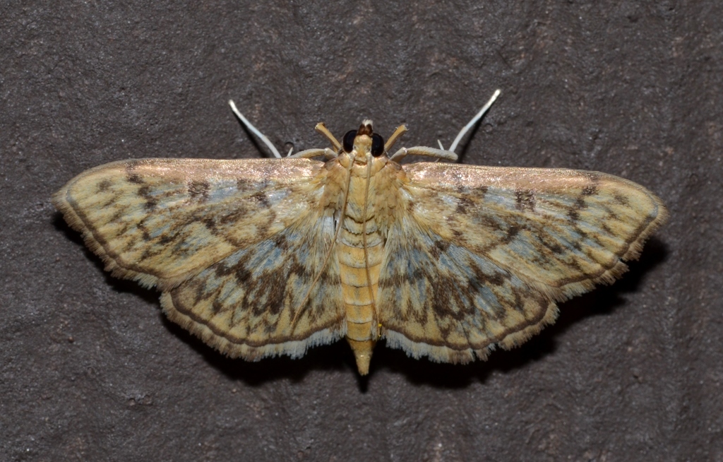 Bold-feathered Grass Moth (Pennsylvania Moths) · iNaturalist