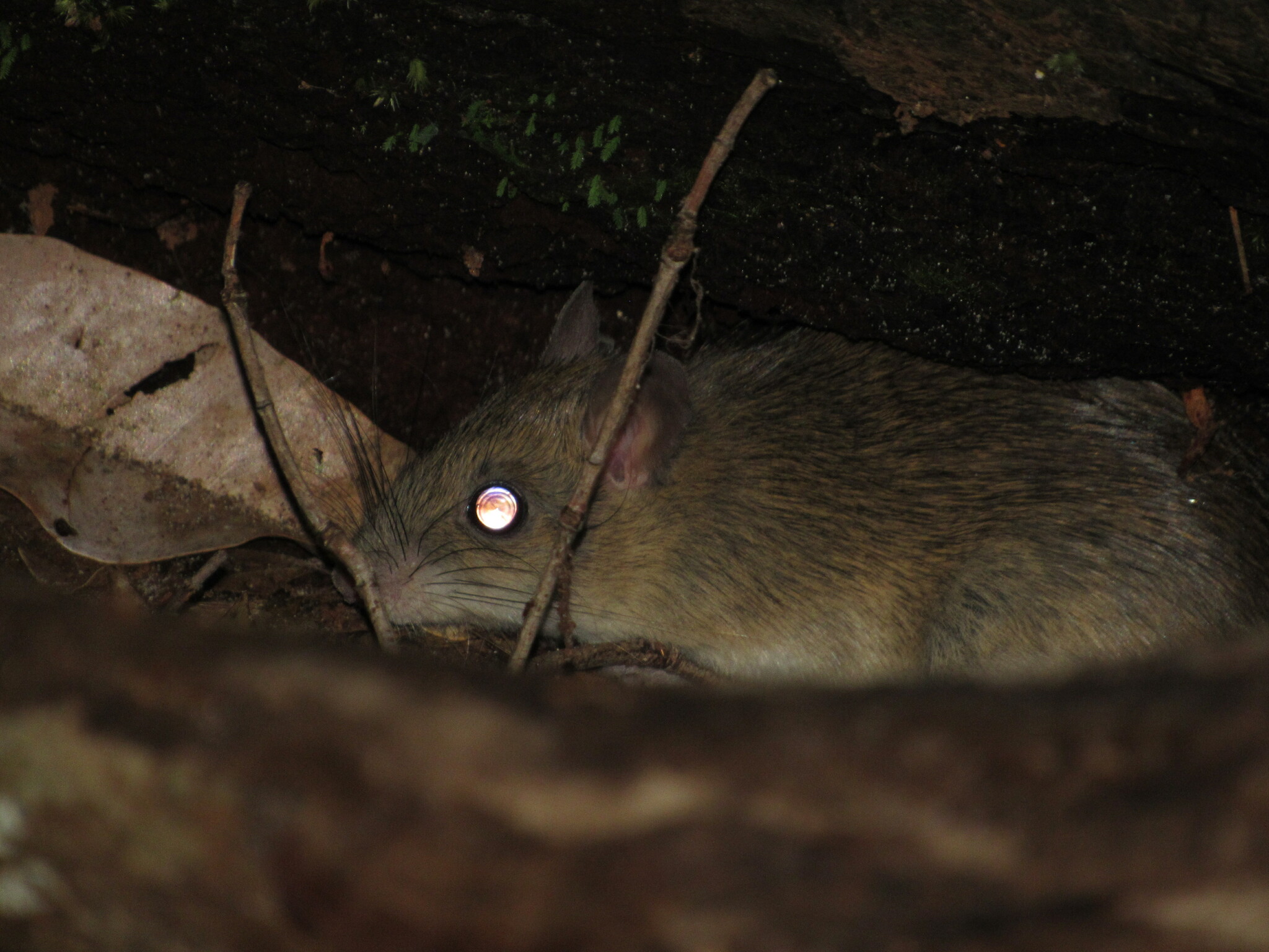 Rattus tunneyi (Thomas, 1904)