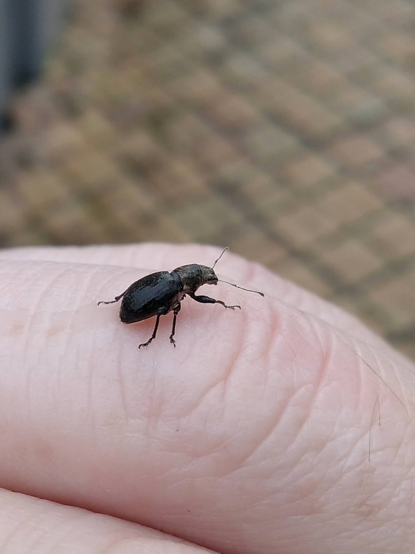 Pantomorus cervinus (Boheman, 1840)