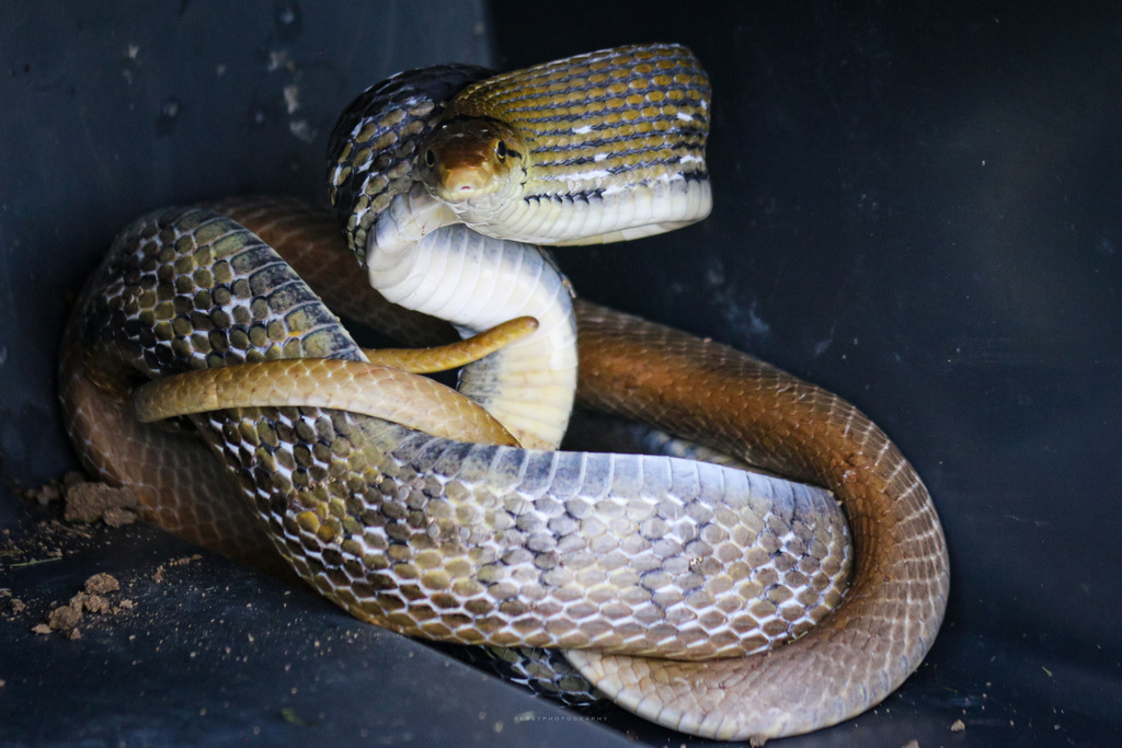 Copperhead Rat Snake from Bagan, Mandalay, MM on May 05, 2022 at 01:38 ...