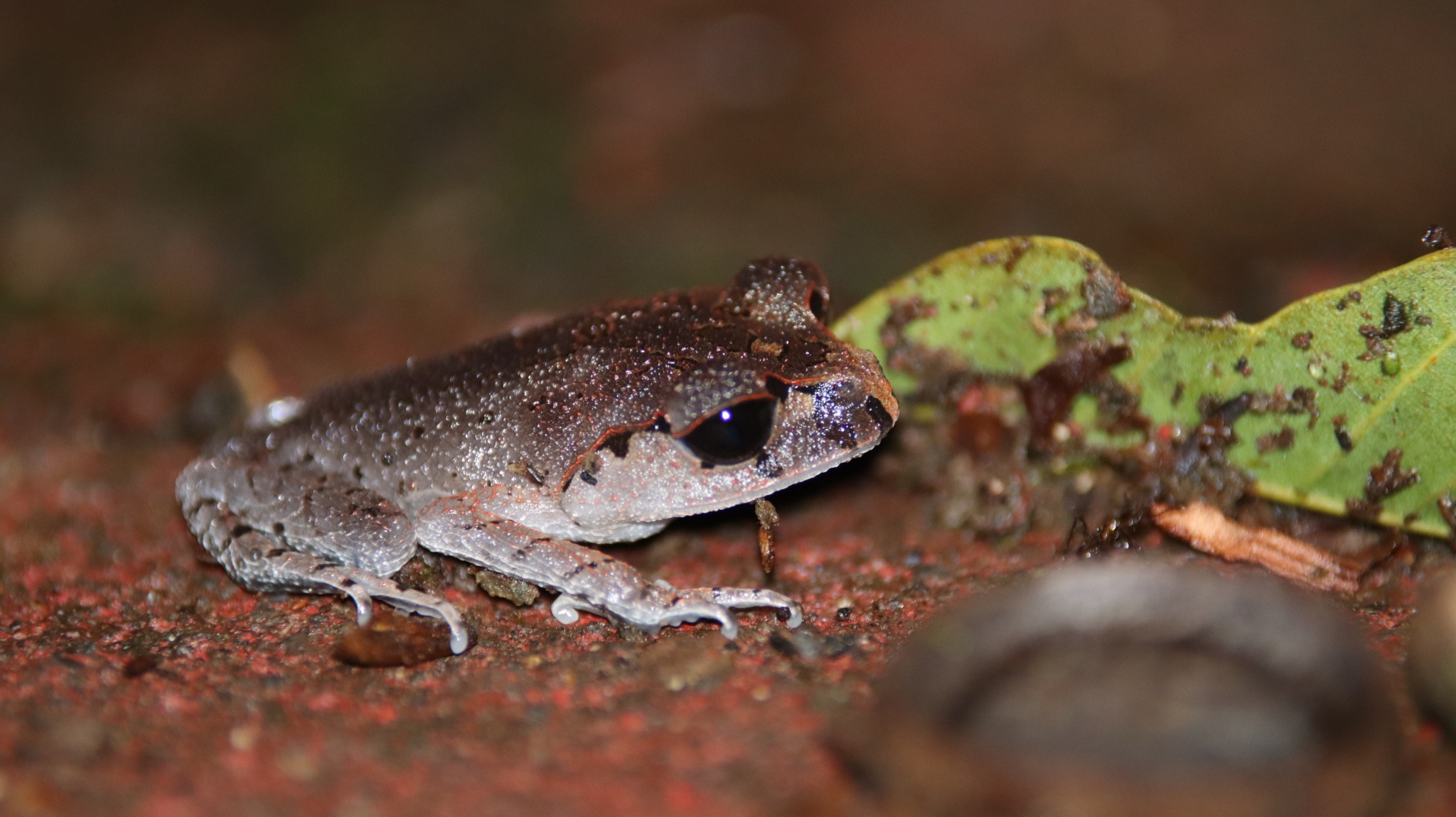 Leptobrachium hasseltii Tschudi, 1838